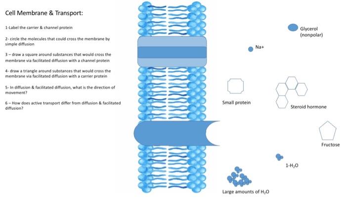 Cell Membrane & Transport: Glycerol (nonpolar) Na | Chegg.com