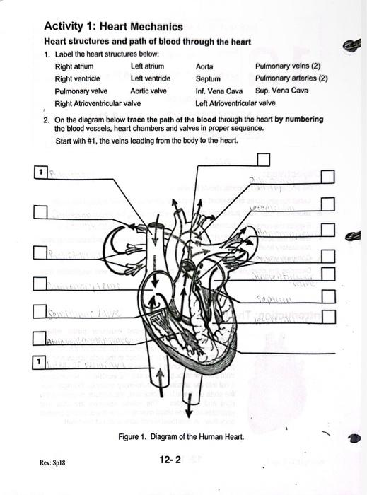 Solved Activity 1: Heart Mechanics Heart structures and path | Chegg.com