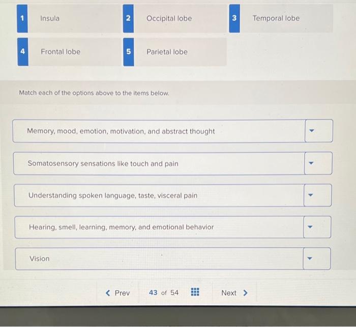 Solved Insula 2 Occipital lobe 3 Temporal lobe Frontal lobe | Chegg.com