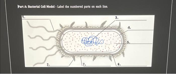 Solved Part A: Bacterial Cell Model - Label the numbered | Chegg.com