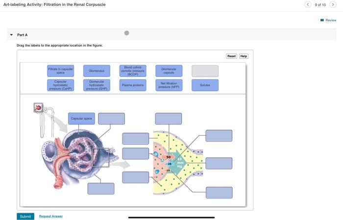 Solved Art-labeling Activity: Filtration in the Renal | Chegg.com