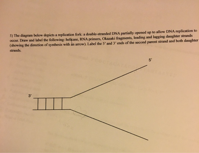 Solved 5) The diagram below depicts a replication fork: a | Chegg.com