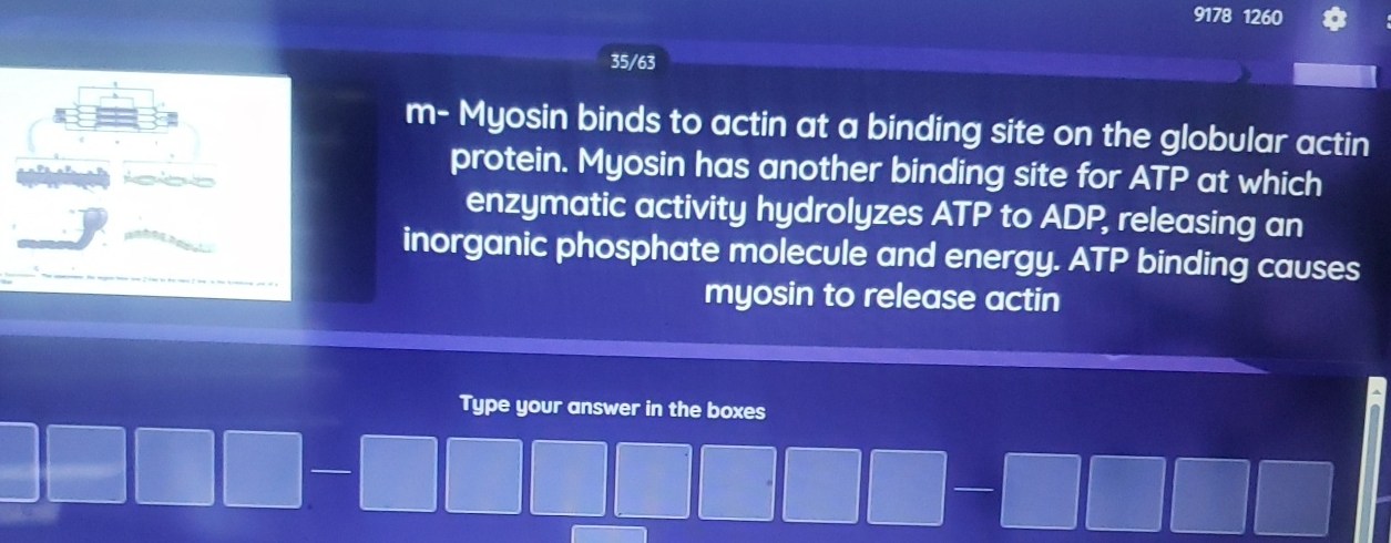 Solved 917812603563m - ﻿Myosin binds to actin at a binding | Chegg.com