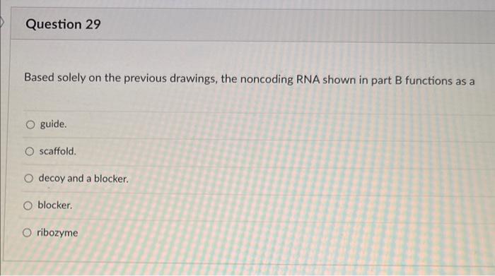 Solved Below are two general diagrams; the noncoding RNAs | Chegg.com
