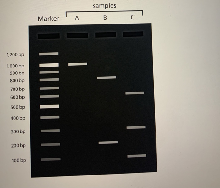 Solved samples Marker A B С 1,200 bp 1,000 bp 900 bp 800 bp | Chegg.com