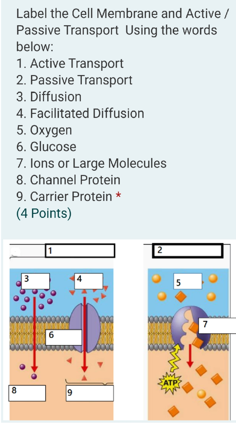 Solved Label the Cell Membrane and Active / Passive | Chegg.com