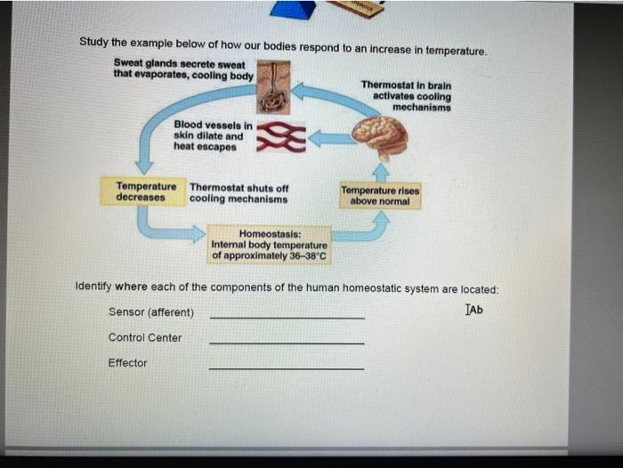Solved Study the example below of how our bodies respond to | Chegg.com