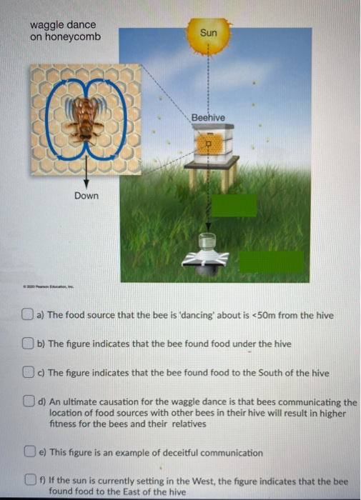 Solved waggle dance on honeycomb Sun Beehive Down a) The | Chegg.com