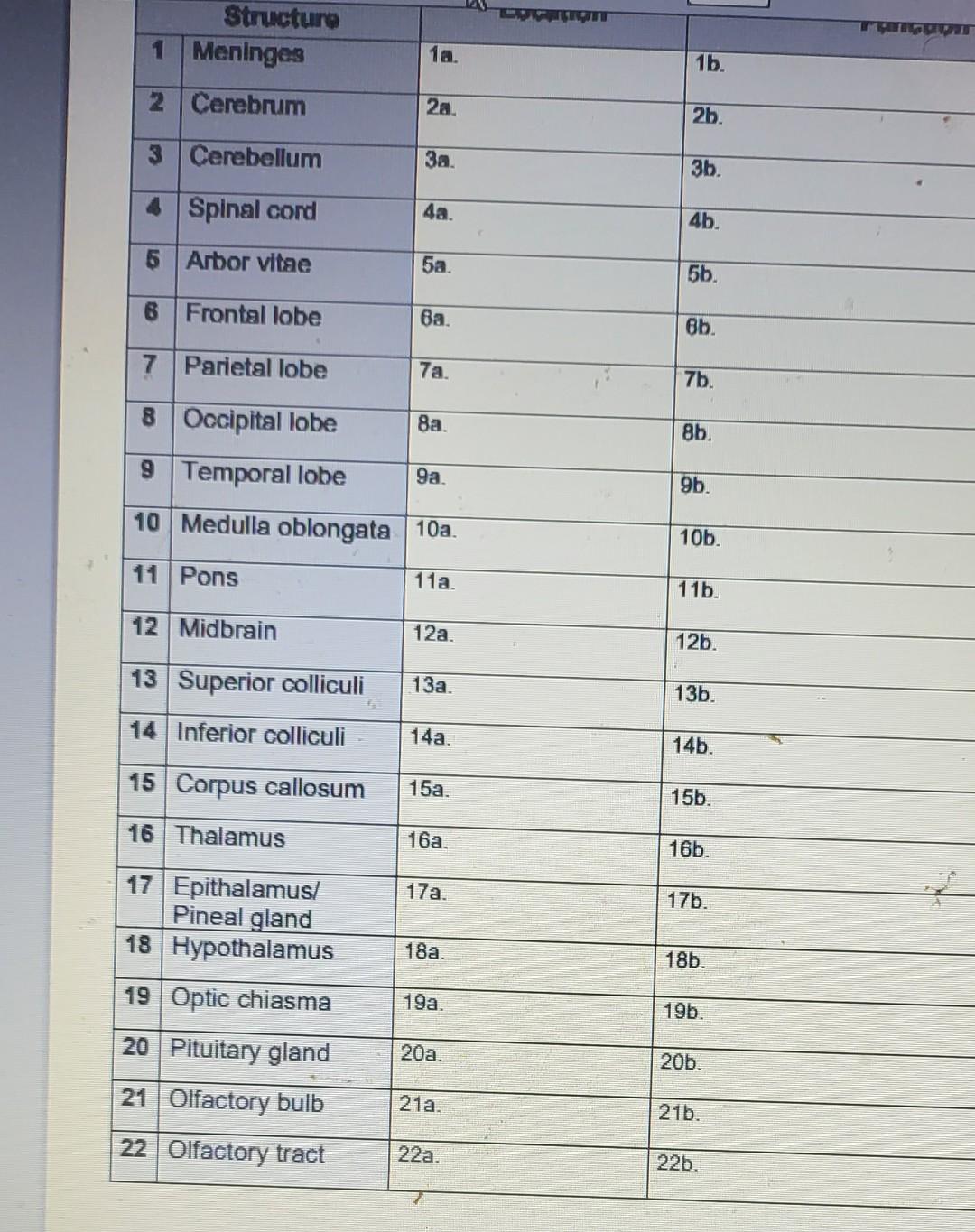 Solved STATION 2 - LABEL BRAIN STRUCTURES. Label all of | Chegg.com