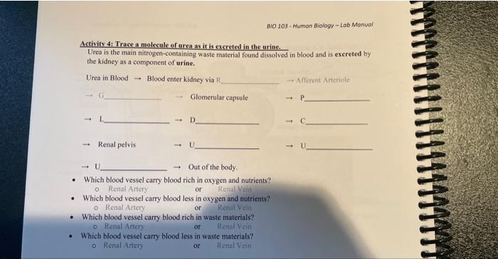 Solved Activity 4: Trace a molecule of urea as it is | Chegg.com