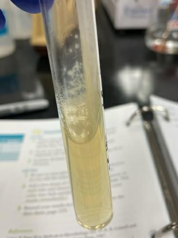 determine what your unknown bacteria is using the | Chegg.com