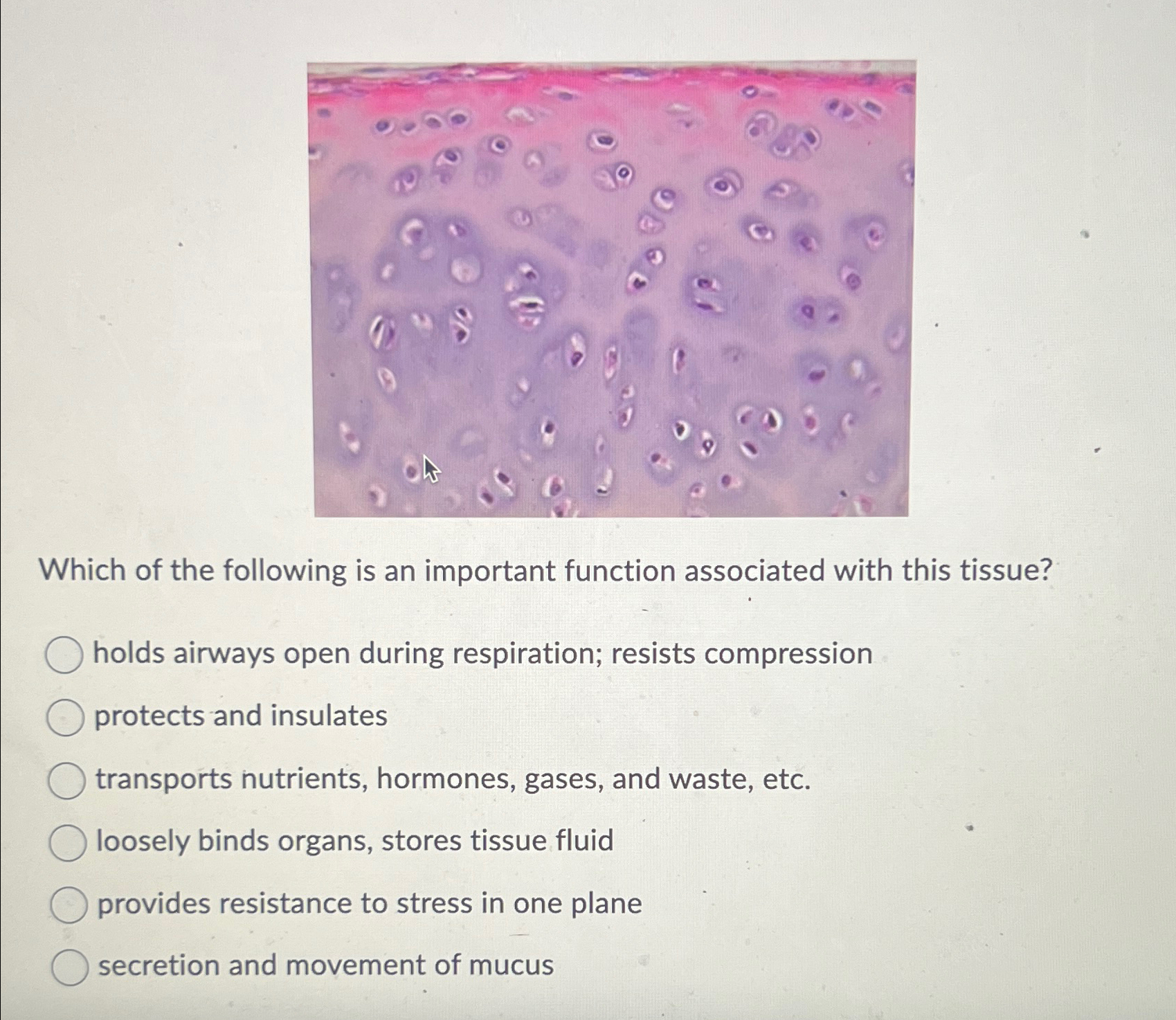 Solved Which of the following is an important function | Chegg.com