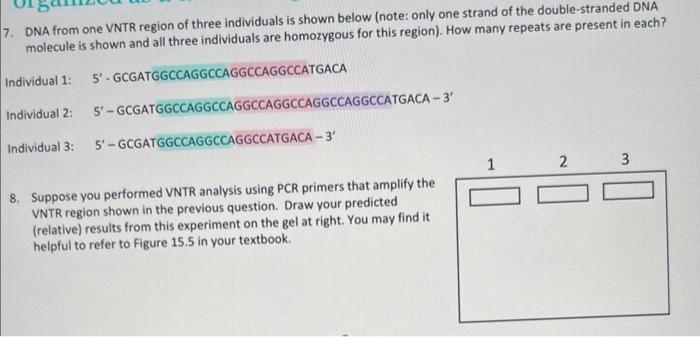 Solved 7. DNA from one VNTR region of three individuals is | Chegg.com