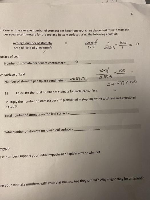 Solved Table 1: Number of Stomata on top and bottom surface | Chegg.com