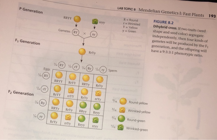Solved APPLYING YOUR KNOWLEDGE 1. If two traits, dwarfism | Chegg.com