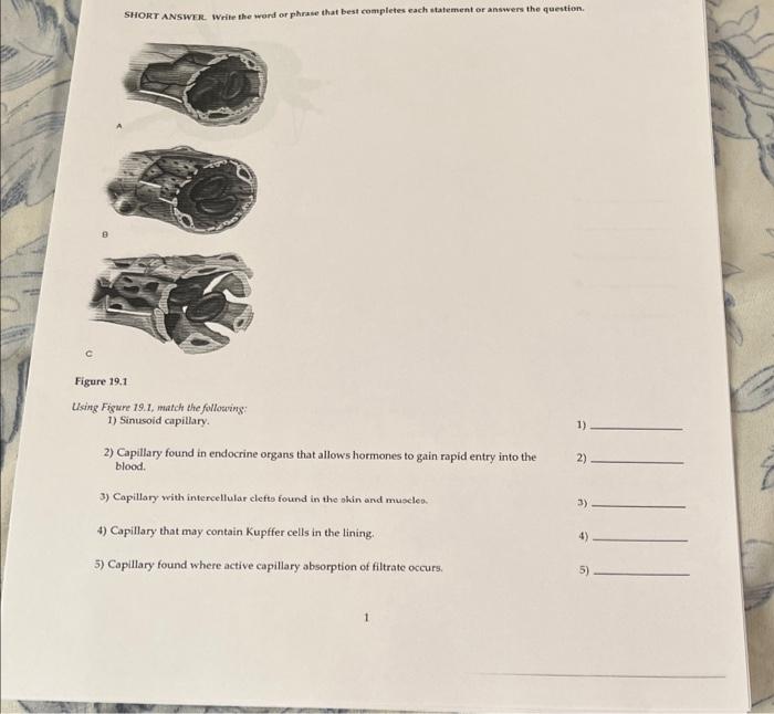 Solved SHORT ANSWER. Write the word or phrase that best | Chegg.com