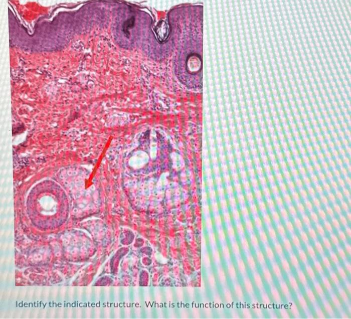 Solved identify the structure with the red arrow, what is | Chegg.com