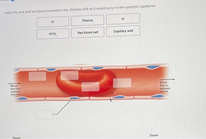 Solved Label the structures of the lower respiratory tract. | Chegg.com