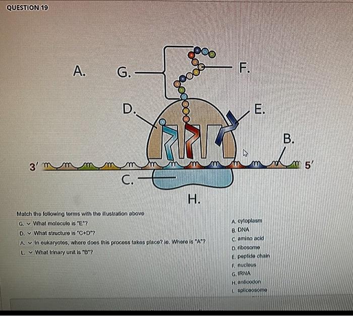 Solved Label the figure provided with the correct terms. Not | Chegg.com