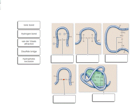 Solved Identify the bonds and interactions that help | Chegg.com