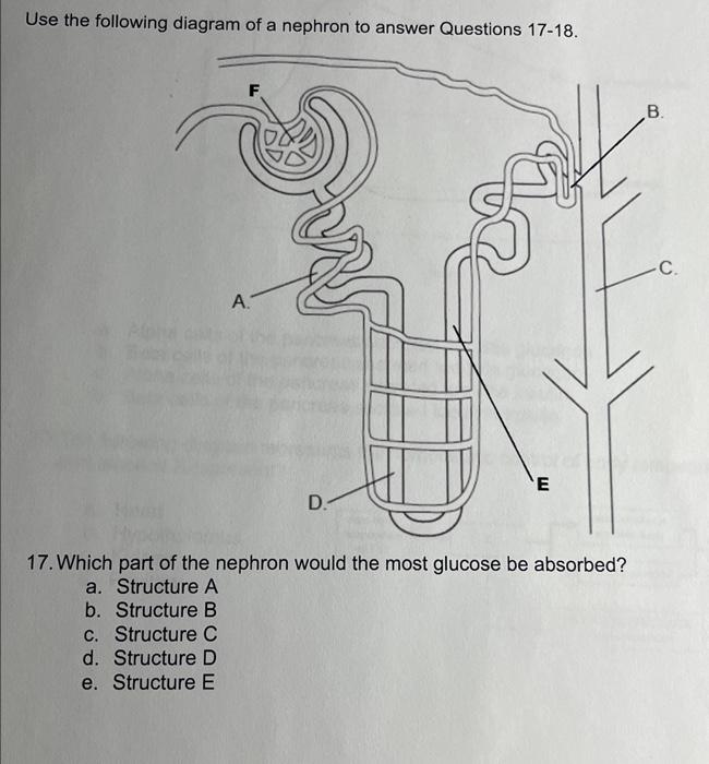 Solved Use the following diagram of a nephron to answer | Chegg.com