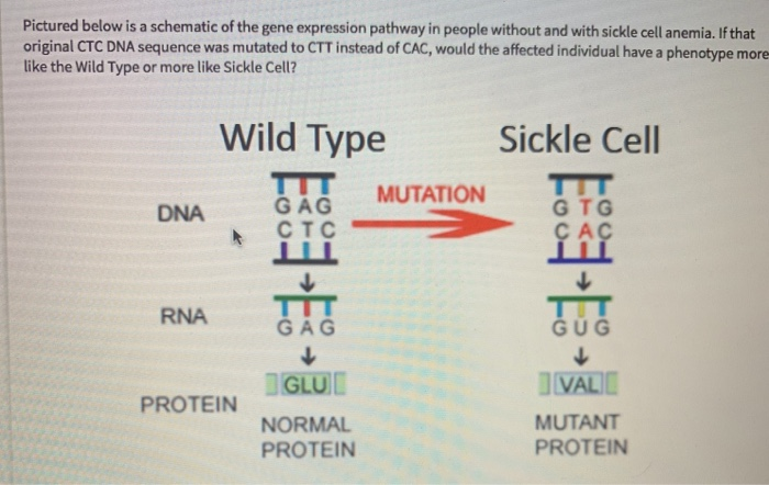 Solved Pictured below is a schematic of the gene expression | Chegg.com