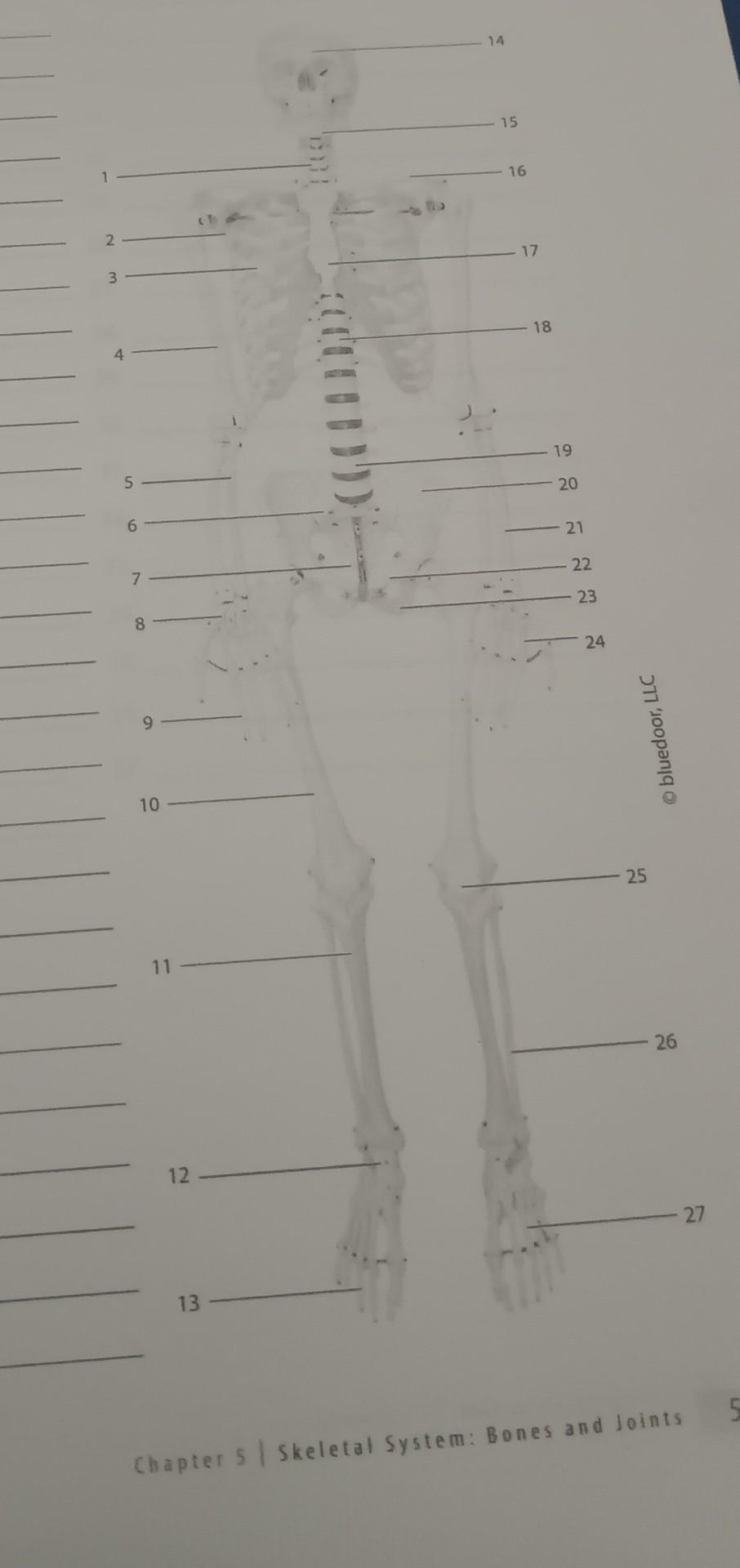 Solved Chapter 5 / Skeletal System: Bones and Joints | Chegg.com