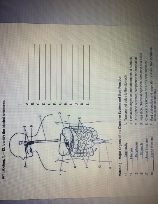 Solved Art Labeling: 1.-12. Identify the labeled structures. | Chegg.com