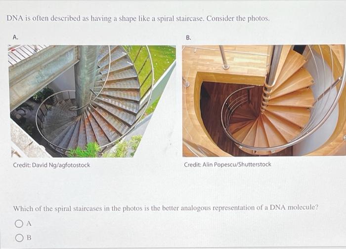 Solved DNA is often described as having a shape like a | Chegg.com