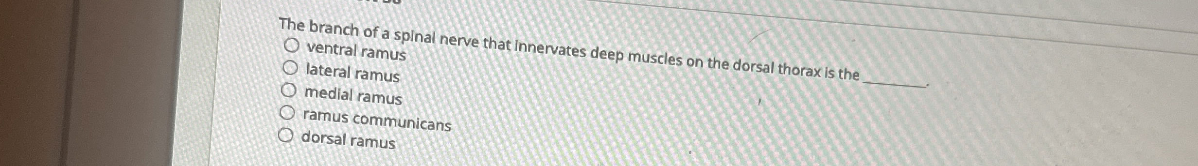 Solved The branch of a spinal nerve that innervates deep | Chegg.com