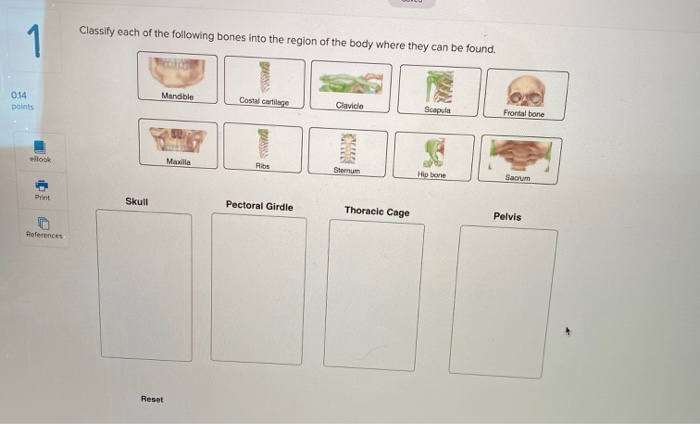 Solved Classify each of the following bones into the region | Chegg.com