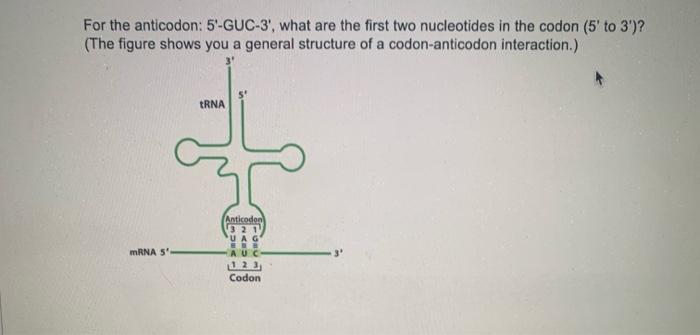 Solved For the anticodon: 5-GUC-3', what are the first two | Chegg.com