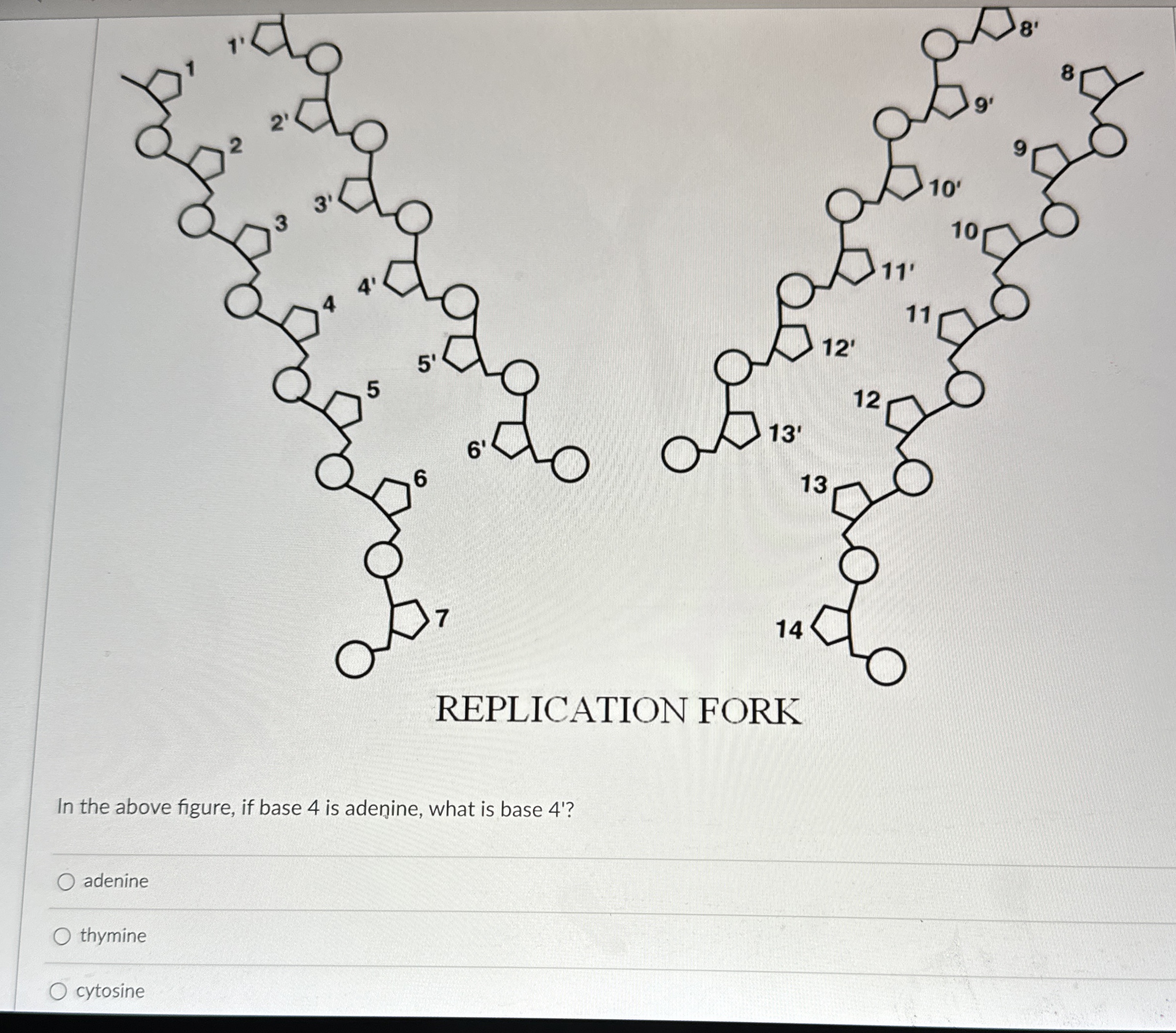 Solved REPLICATION FORKIn the above figure, if base 4 ﻿is | Chegg.com