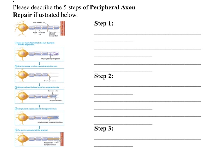 Solved Please describe the 5 steps of Peripheral Axon Repair | Chegg.com