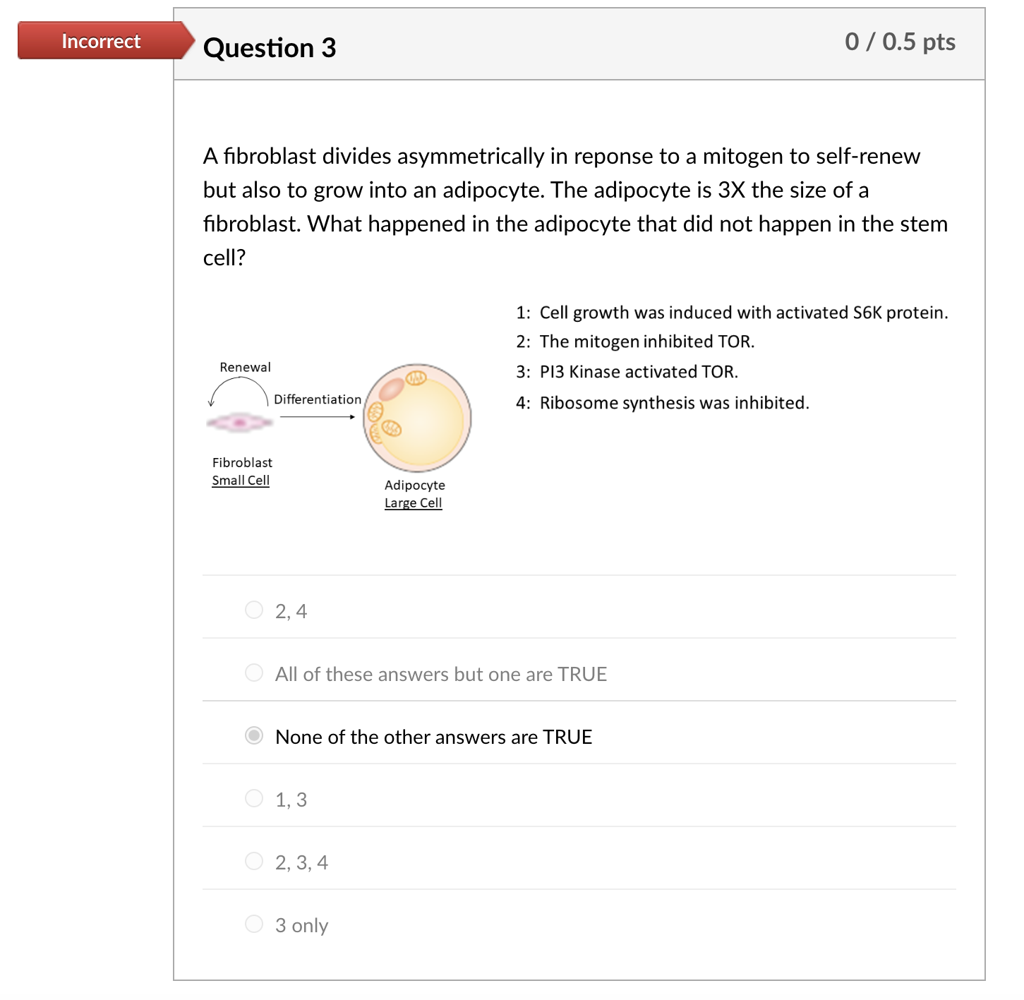 Solved Question 3A fibroblast divides asymmetrically in | Chegg.com