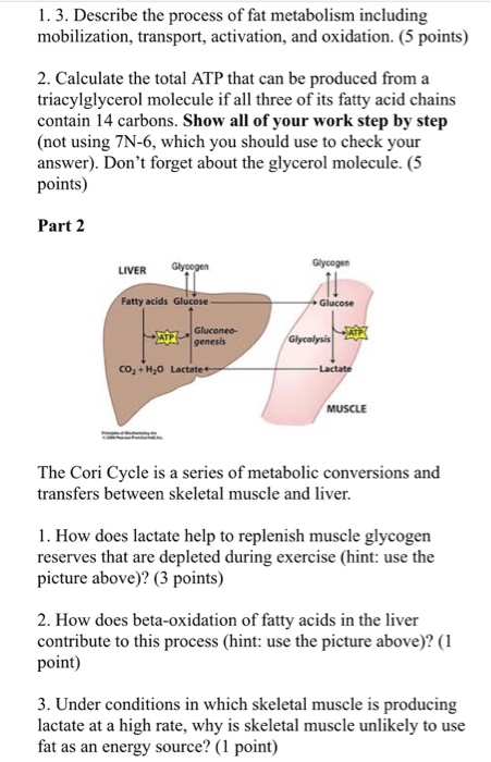 Solved 1. 3. Describe the process of fat metabolism | Chegg.com