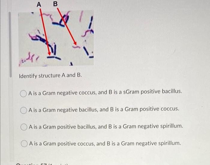 Solved A B S. Identify structure A and B. A is a Gram | Chegg.com