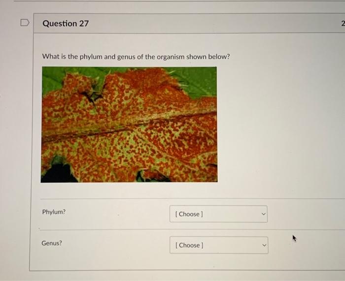 Solved What is the phylum and genus of the organism shown | Chegg.com