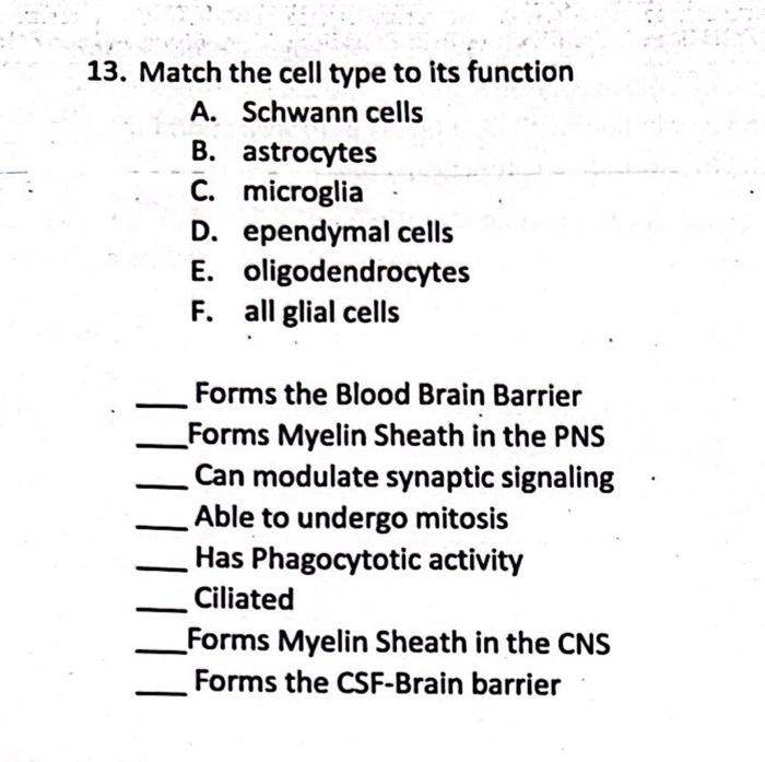 13. Match the cell type to its function A. Schwann | Chegg.com