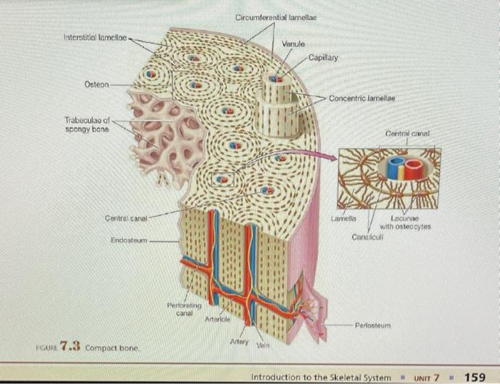 Solved I've attached models to help answer my question for | Chegg.com