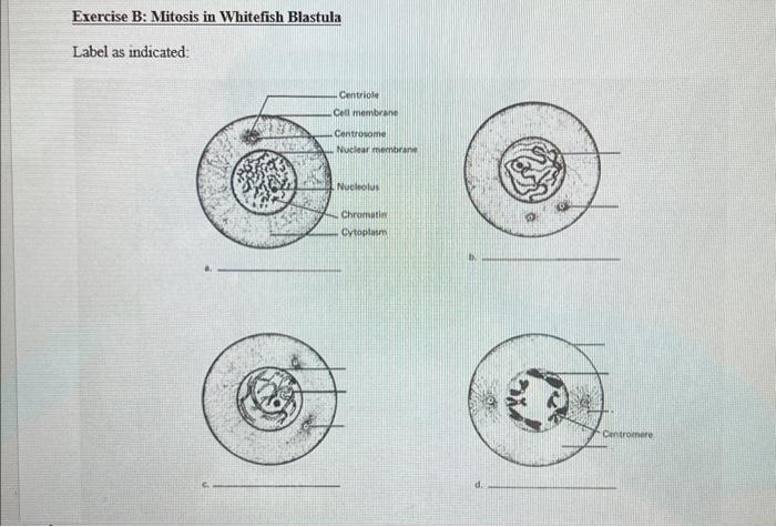 Solved Exercise B: Mitosis in Whitefish Blastula Label as | Chegg.com
