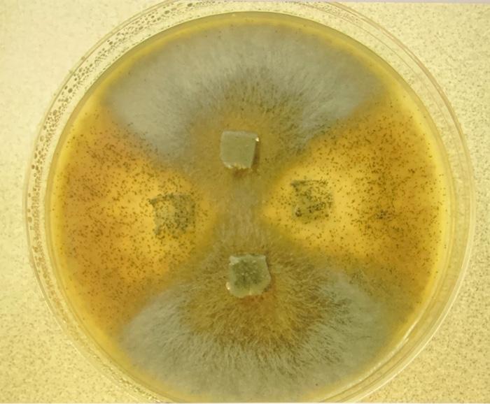 Solved VIRTUAL LAB: Ordered Tetrad Analysis (Sordaria | Chegg.com