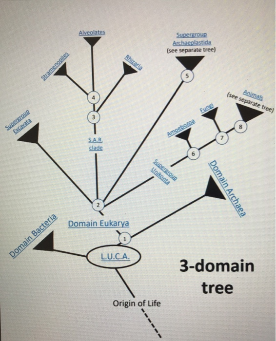 Solved 12. Identify the node in the phylogeny where your | Chegg.com