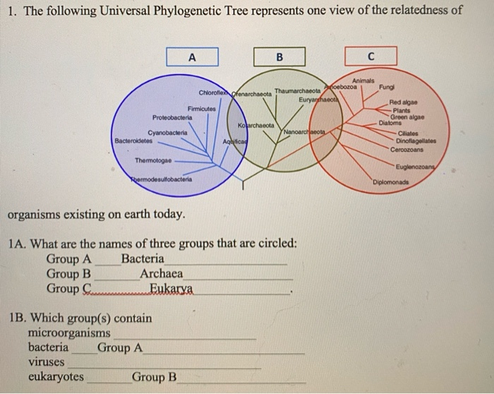 Solved 1 The Following Universal Phylogenetic Tree 3217