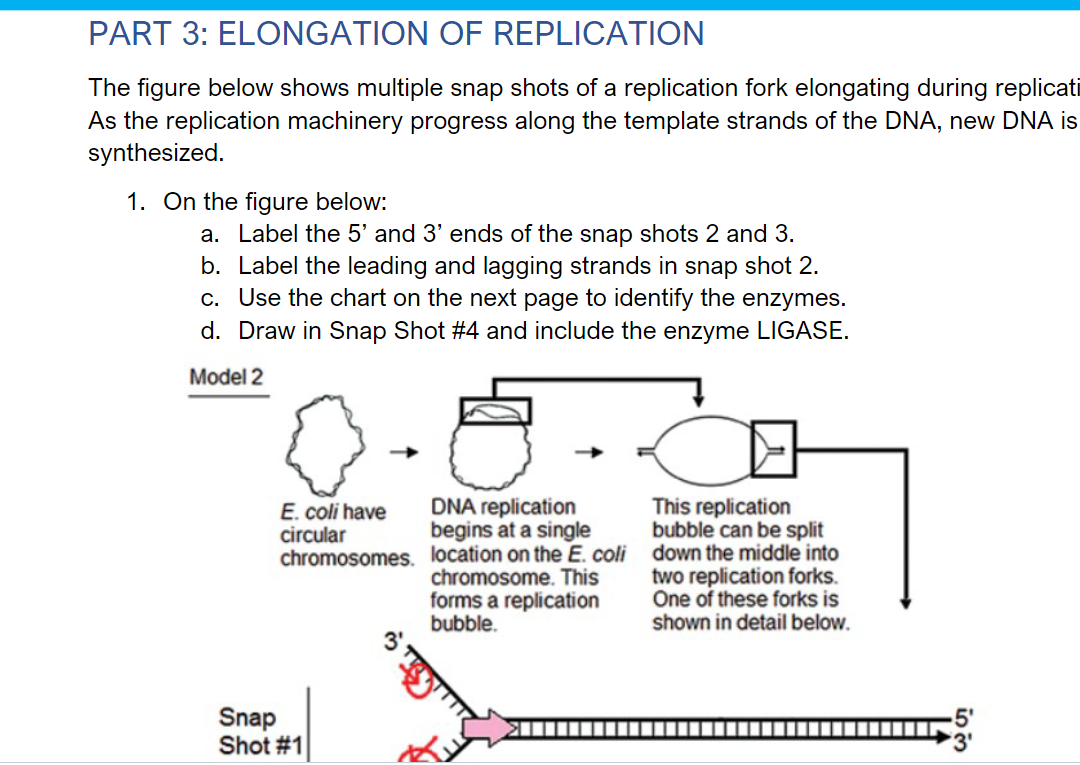 Solved PART 3: ELONGATION OF REPLICATION The figure below | Chegg.com