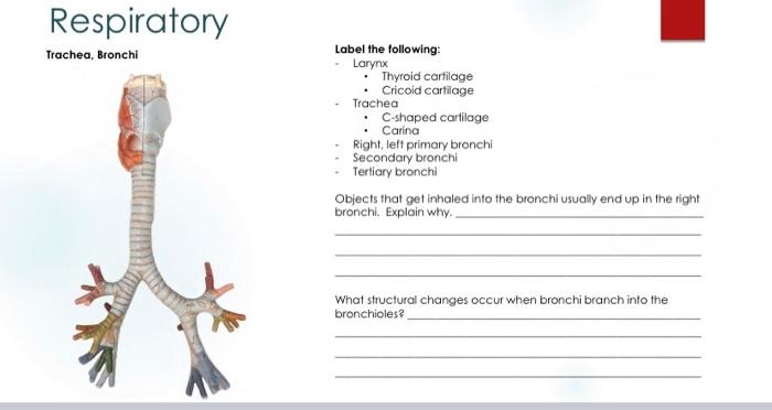 Solved Respiratory Trachea, Bronchi Label the following: - | Chegg.com