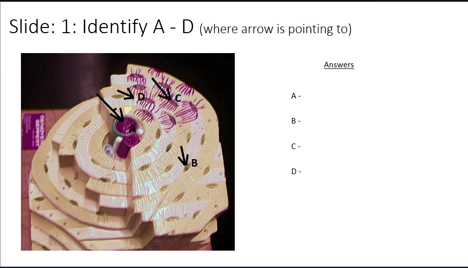 Solved Slide: 1: Identify A - ﻿D (where arrow is pointing | Chegg.com