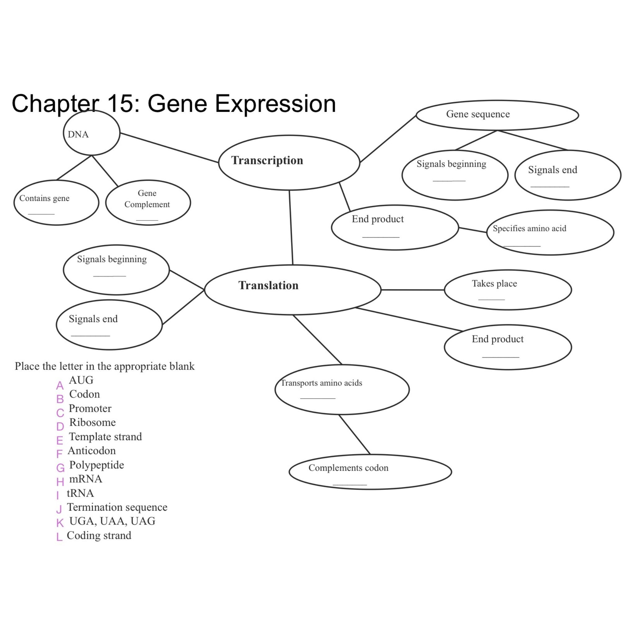 Solved Chapter 15: Gene ExpressionMatch the letter A-L to | Chegg.com
