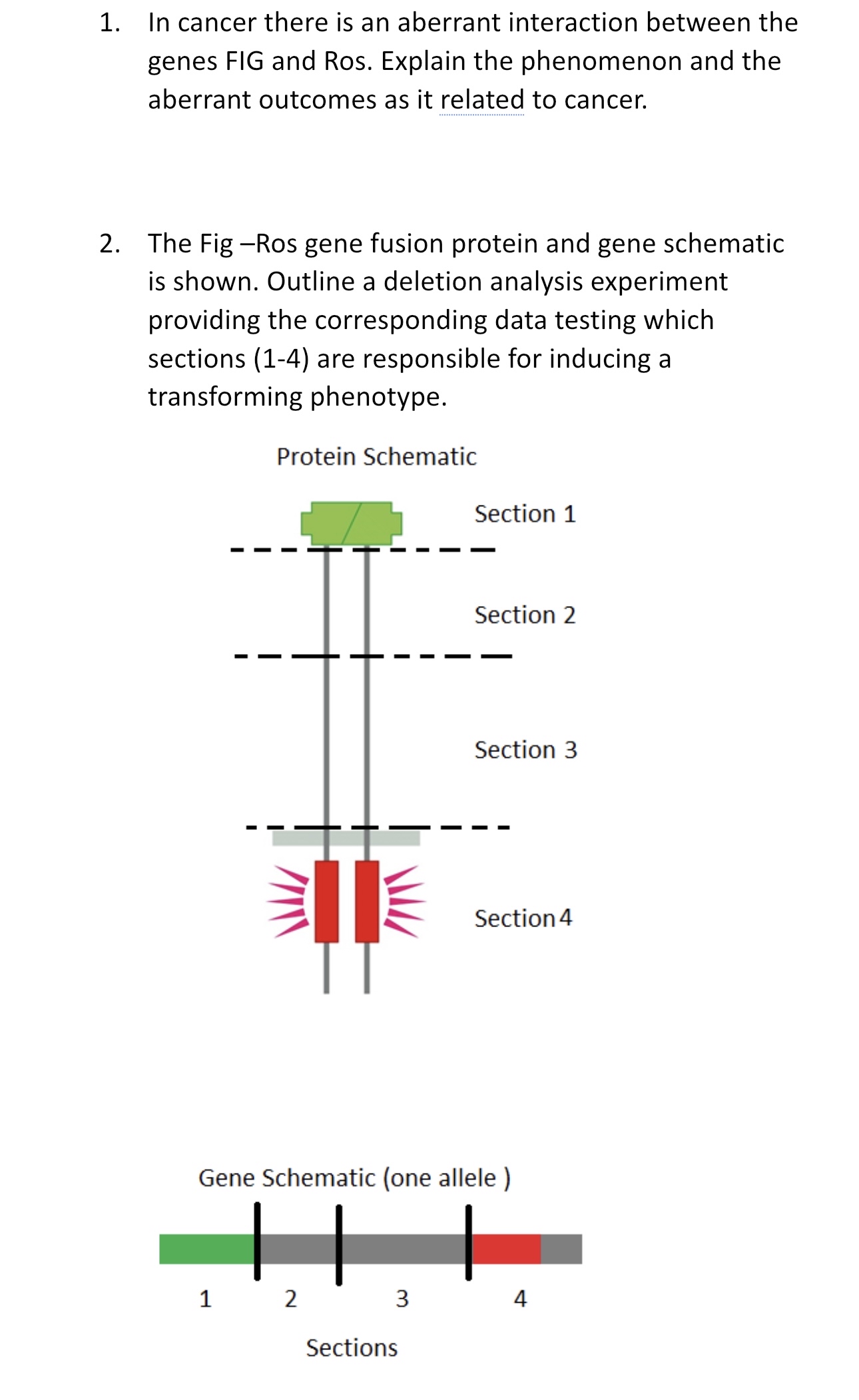 Solved In cancer there is an aberrant interaction between | Chegg.com