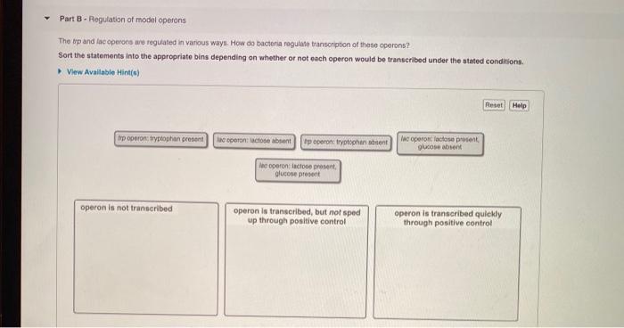 Solved Part B - Regulation of model operons The trp and lac | Chegg.com